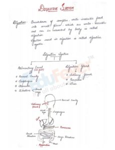 Digestive System Hand Written Notes for Neet Entrance Exam