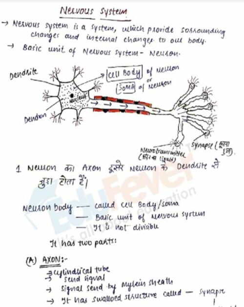 Nervous System Hand Written Notes for NEET Entrance Exam