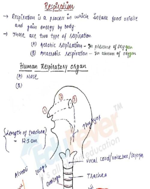 Respiration Hand Written Notes for NEET Entrance Exam