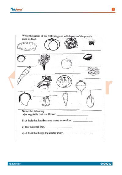 CBSE Class 3 EVS Holiday Homework in PDF