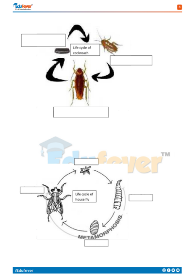CBSE Class 4 Science Class Test Worksheet in PDF