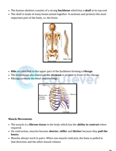 Class 6 Science Chapter 5 Body Movements