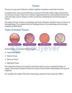 Class 9 Science Chapter 6 Tissues